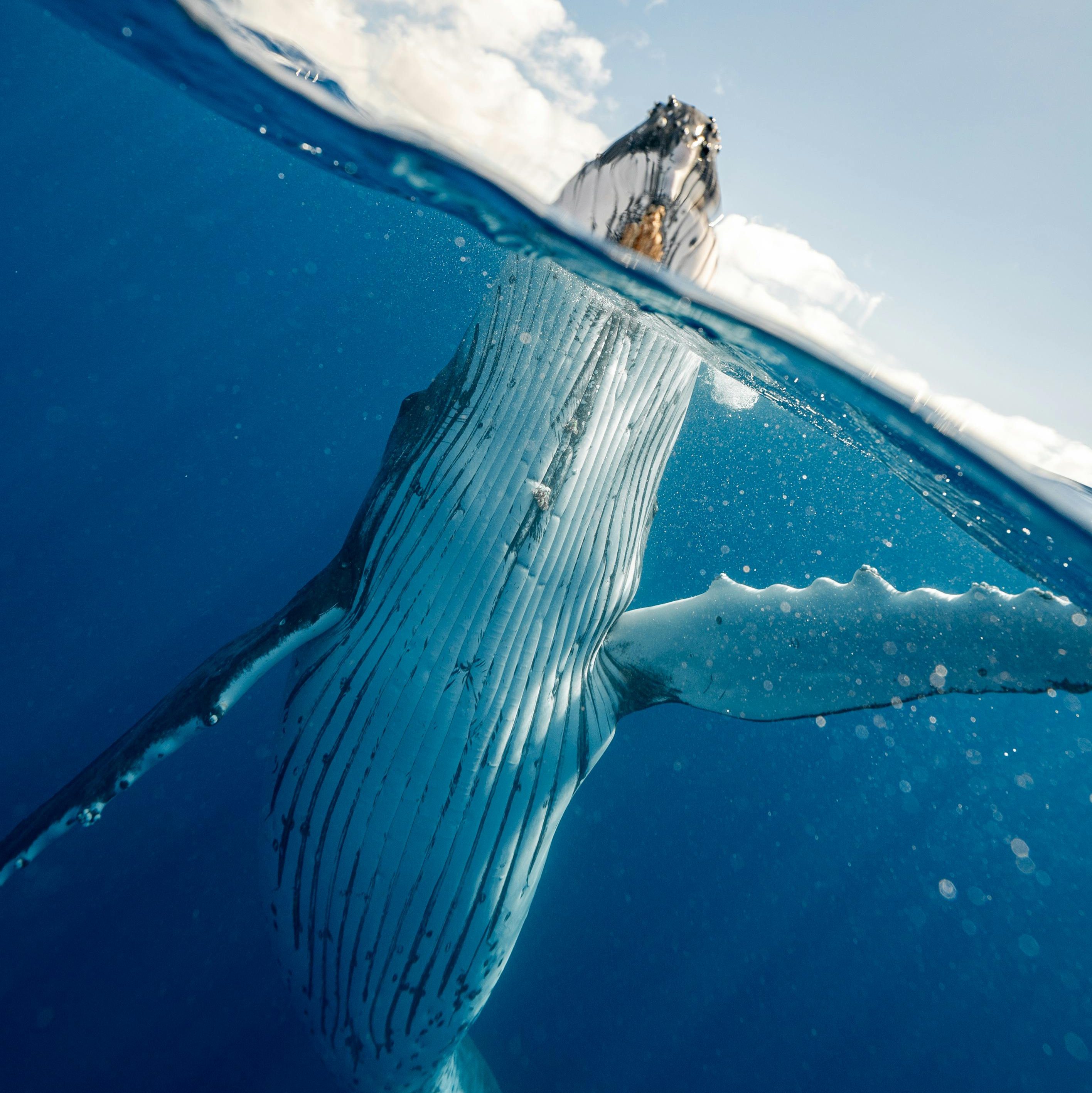 Whale Swim Sunshine Coast - The Ultimate Eco Whale Swim Tour Operator